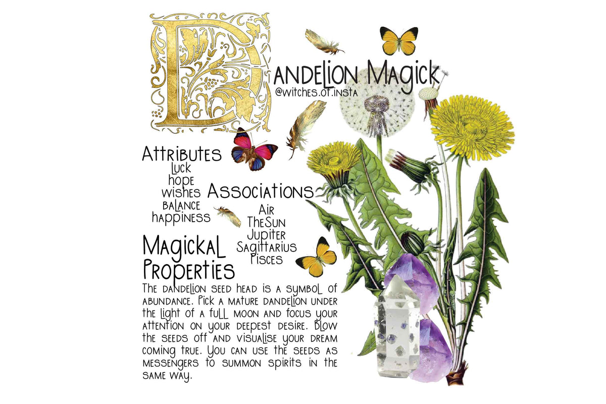 The Amazing Magickal Properties of Dandelion Written by Amaria Pollux ...